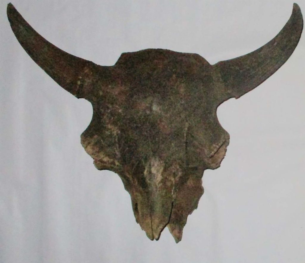 “Bison Bone Discovery Days” – Rice County Historical Society